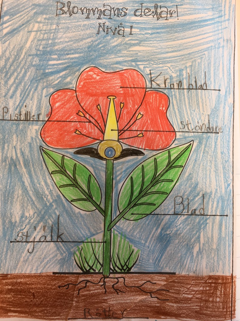 v.18 | Hovshagaskolan år 3